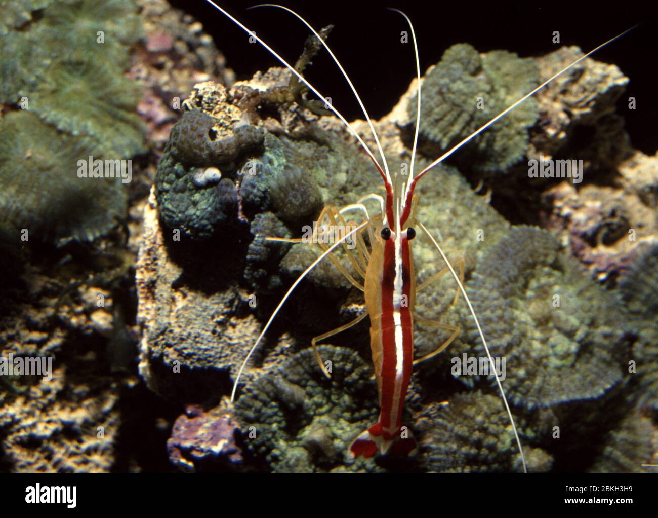 Cleaning shrimp lysmata amboinensis hi-res stock photography and images ...