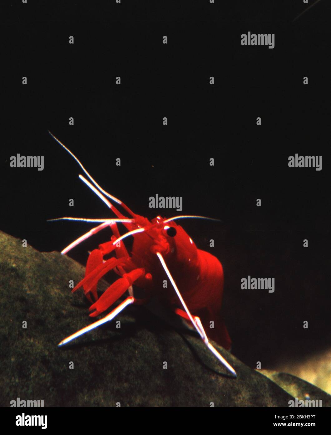 Fire shrimp, cardinal shrimp or scarlet cleaner shrimp (Lysmata ...