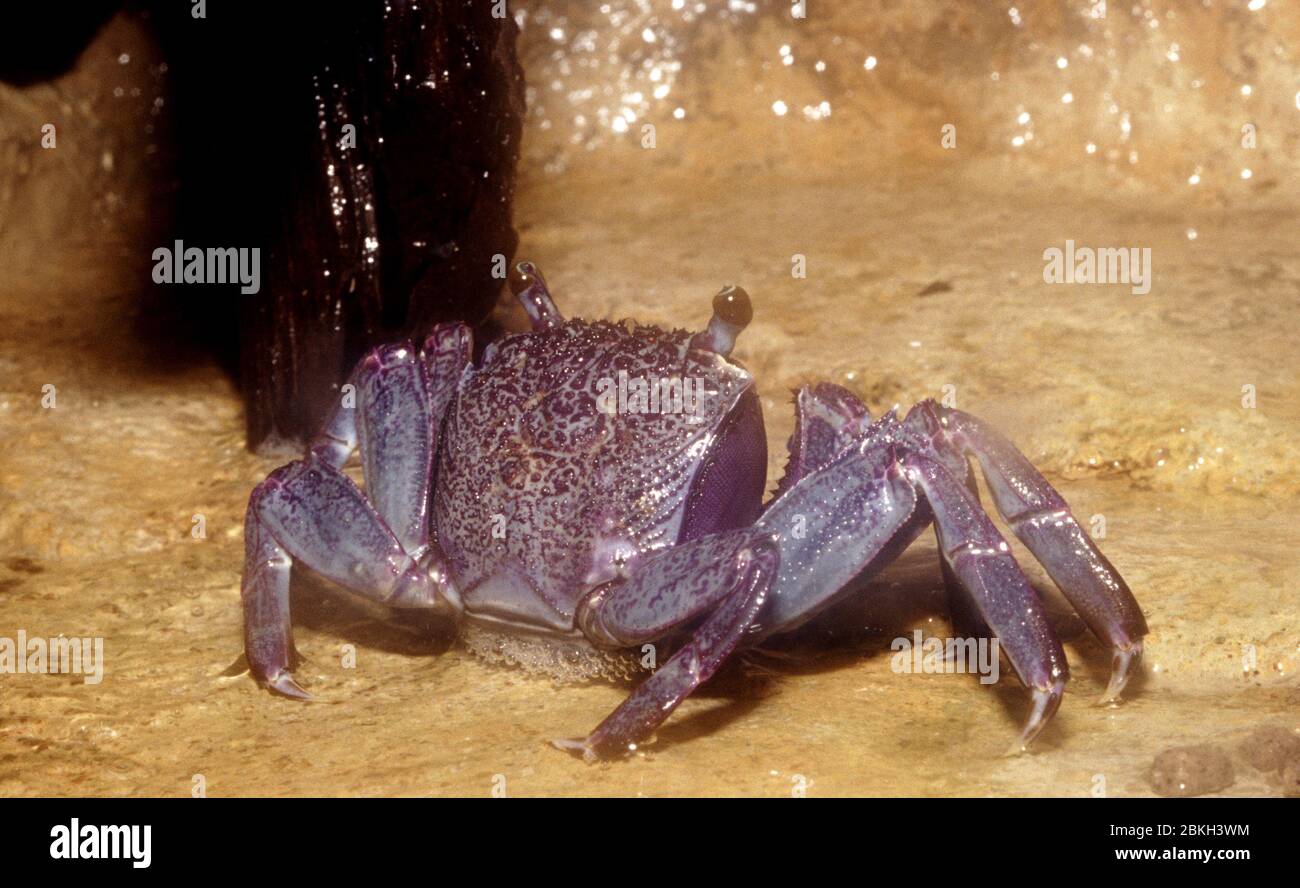 Violet vinegar crab (Episesarma versicolor Stock Photo - Alamy