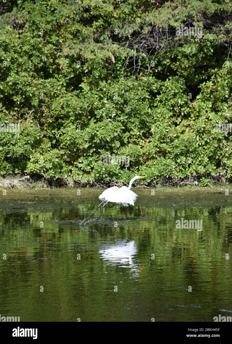 Aruba bird sanctuary hi-res stock photography and images - Alamy