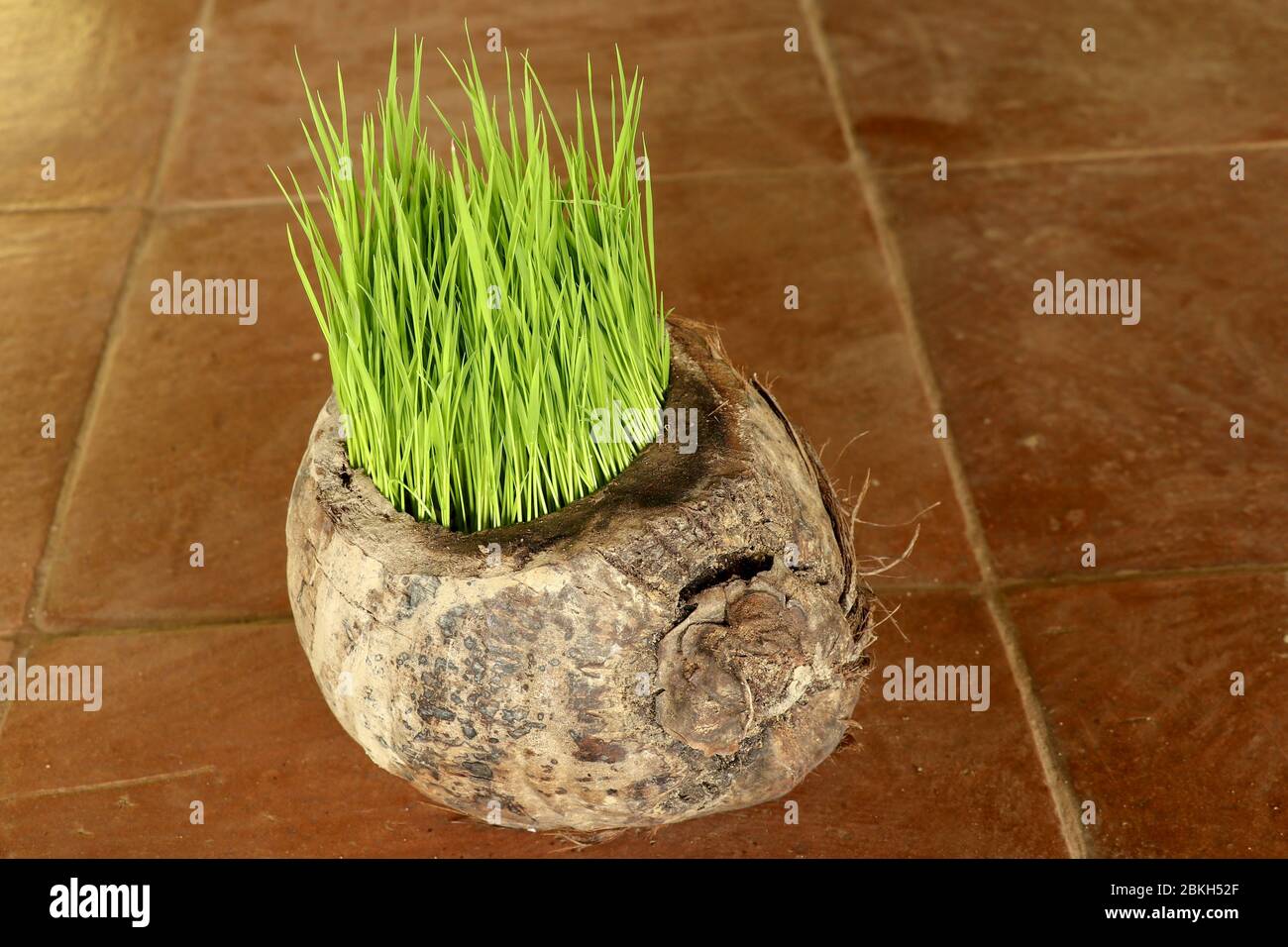 Planting Sprout in Earth Day. Bunch of young rice plants in natural pot ...