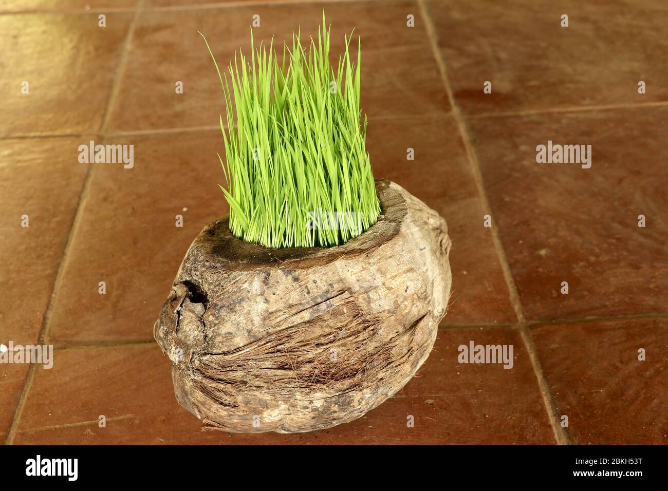 Planting Sprout in Earth Day. Bunch of young rice plants in natural pot ...