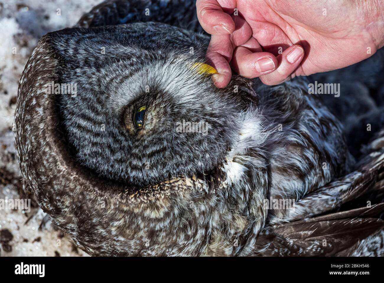 Road kill minnesota hi-res stock photography and images - Alamy