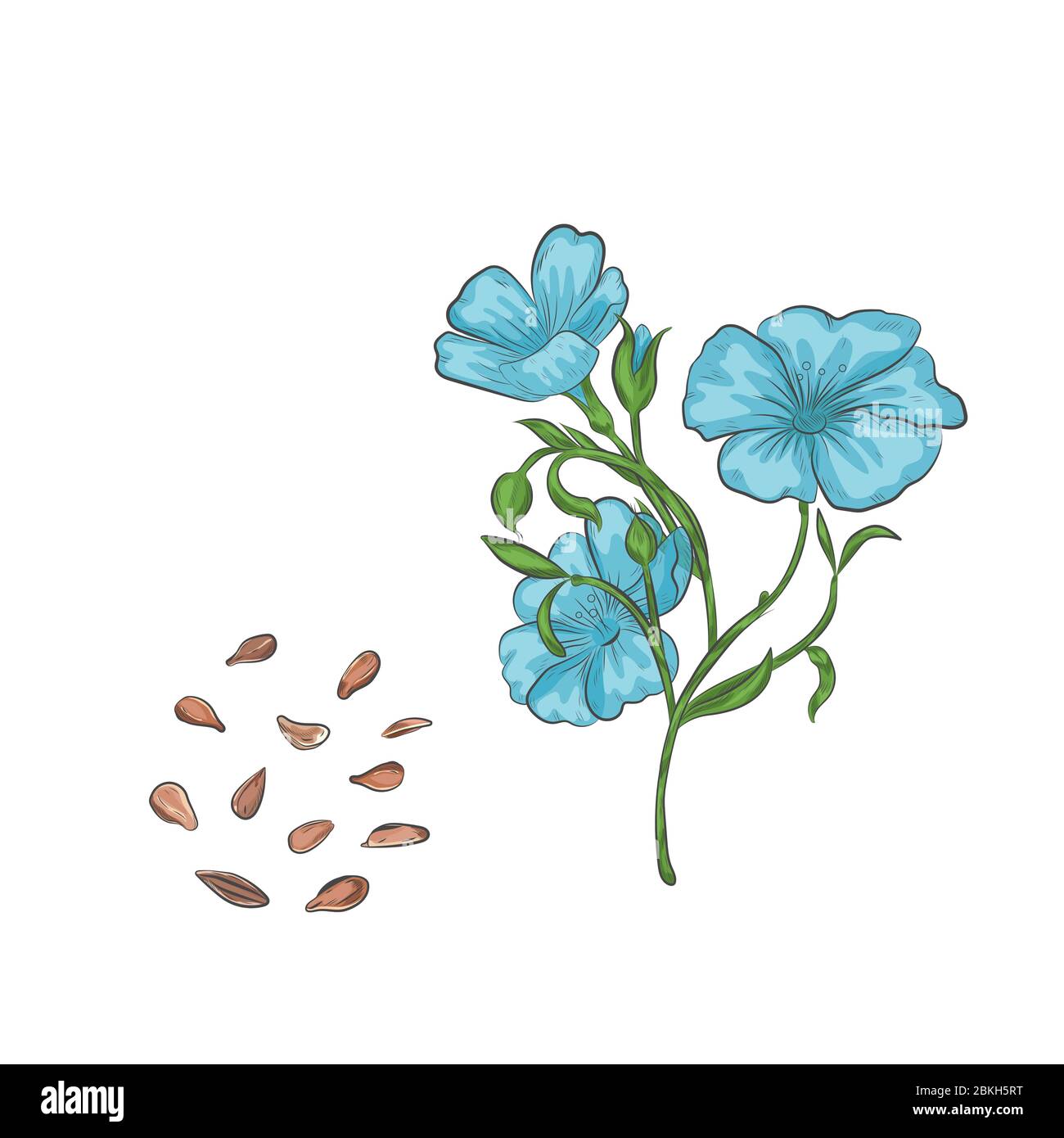 Linseed seed botanical illustration Cut Out Stock Images & Pictures - Alamy