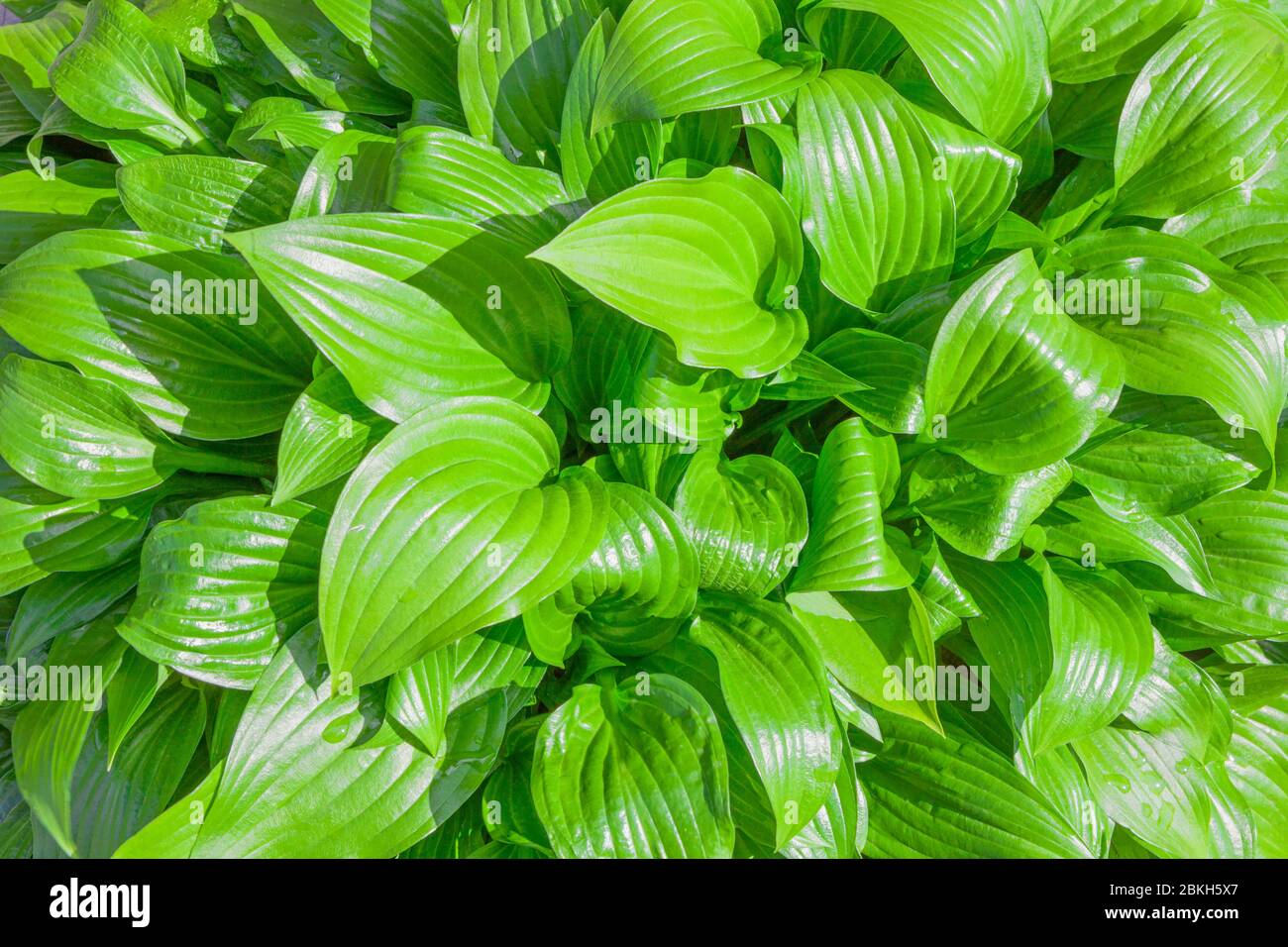 Nature. background with green leaf hosta in spring Stock Photo - Alamy