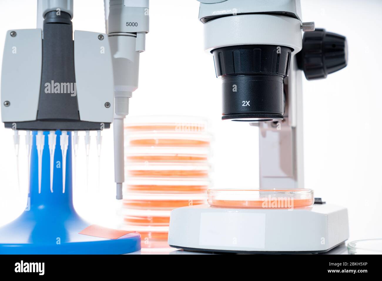 microscope, petri dishes and pipette stand by microbiological ...
