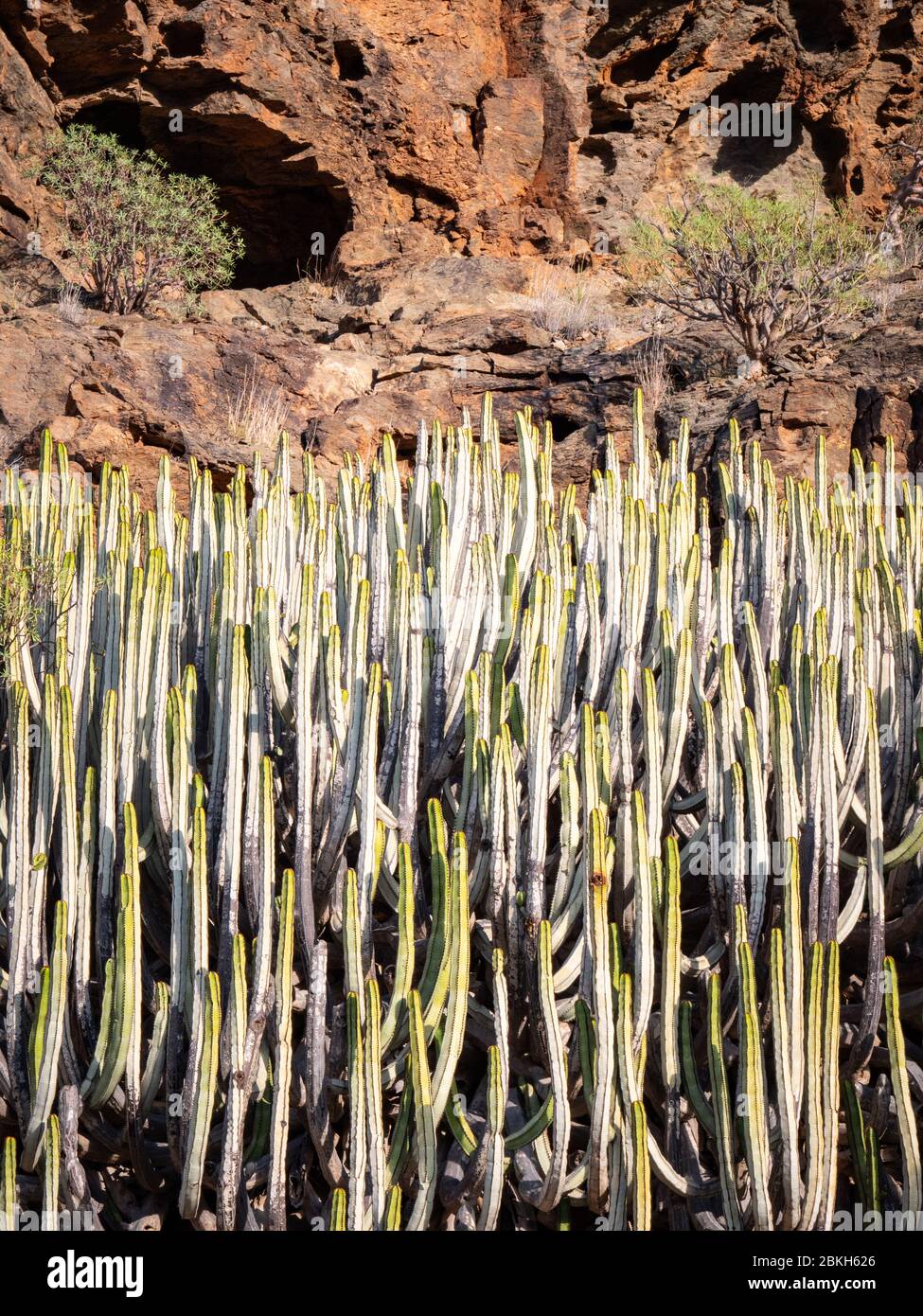 Arid environment hi-res stock photography and images - Alamy