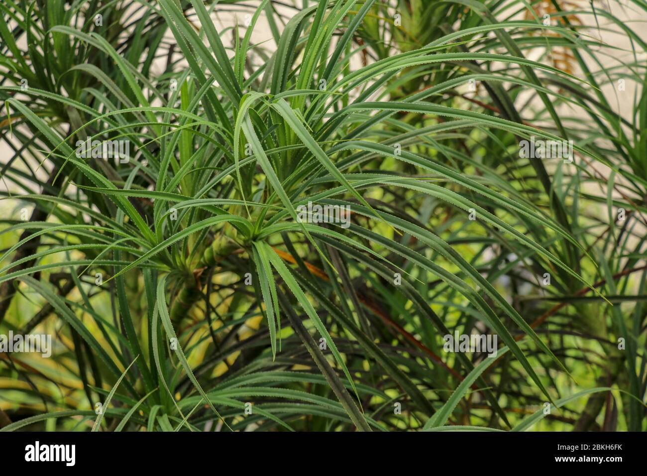 "Hala" Pandanus tectorius / Pandanus odoratissimus ; The key selling ...