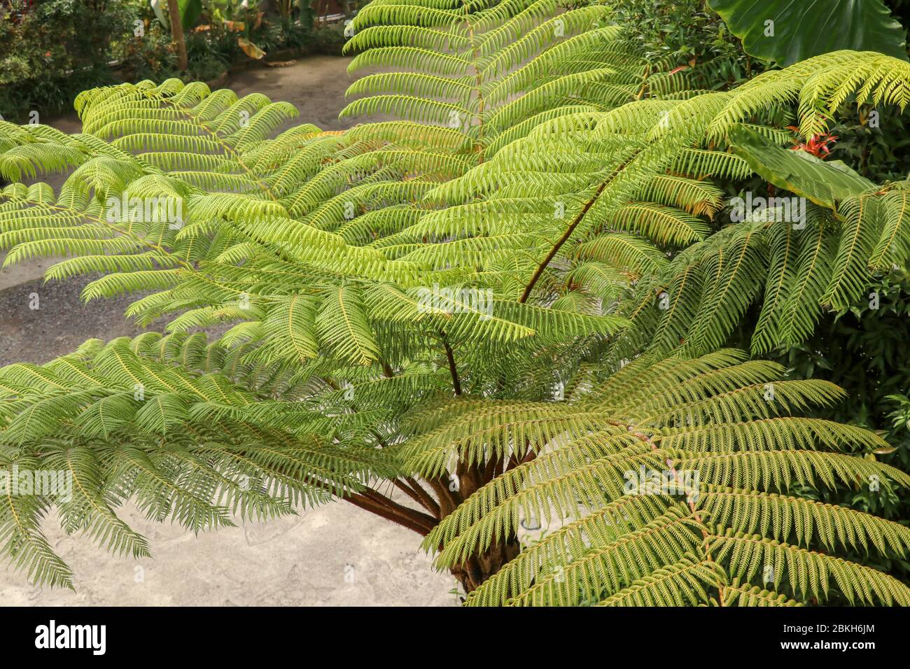 Top view of youg tropical tree Cyathea Arborea. Close up of branches of ...