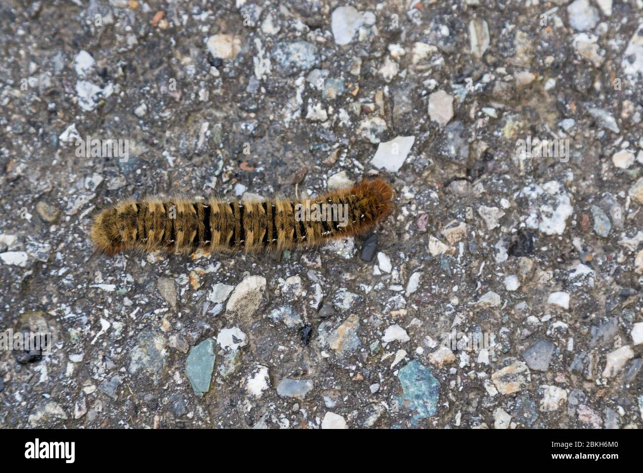 Pine processionary moves on the asphalt, Thaumetopoea pityocampa Stock ...