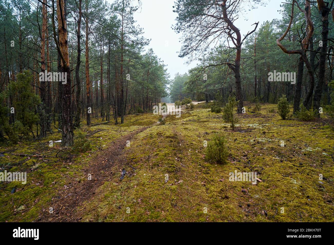 sandy path in the green spring forest Stock Photo - Alamy