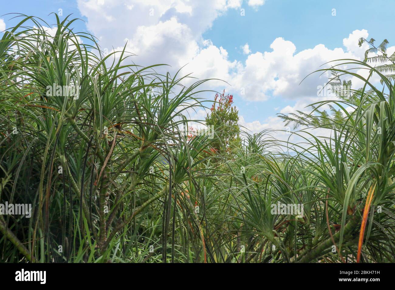 "Hala" Pandanus tectorius / Pandanus odoratissimus ; The key selling ...
