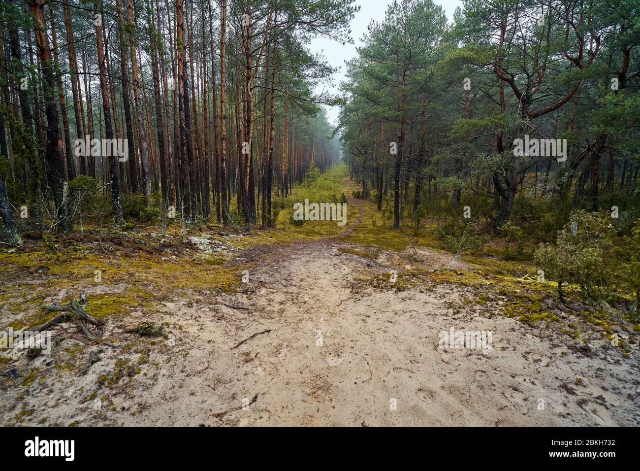 Spruce forest sandy road in hi-res stock photography and images - Alamy