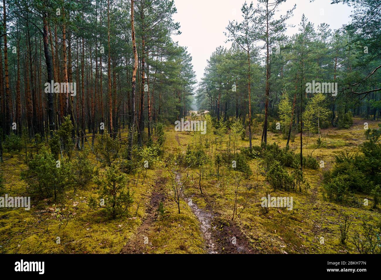 Spruce forest sandy road in hi-res stock photography and images - Alamy