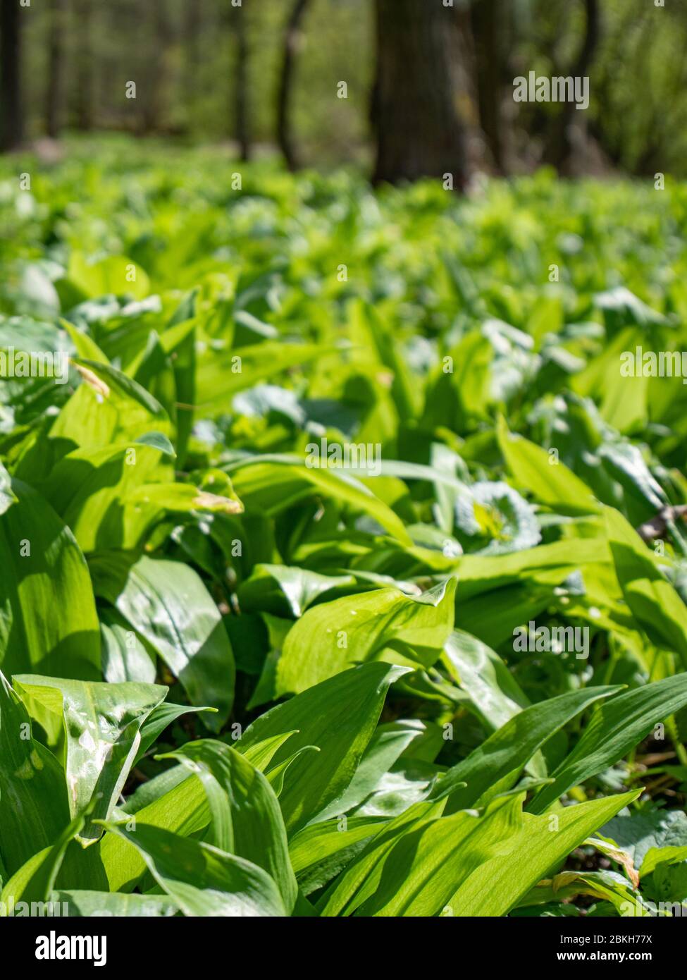 Medicinal plants in forests hi-res stock photography and images - Alamy