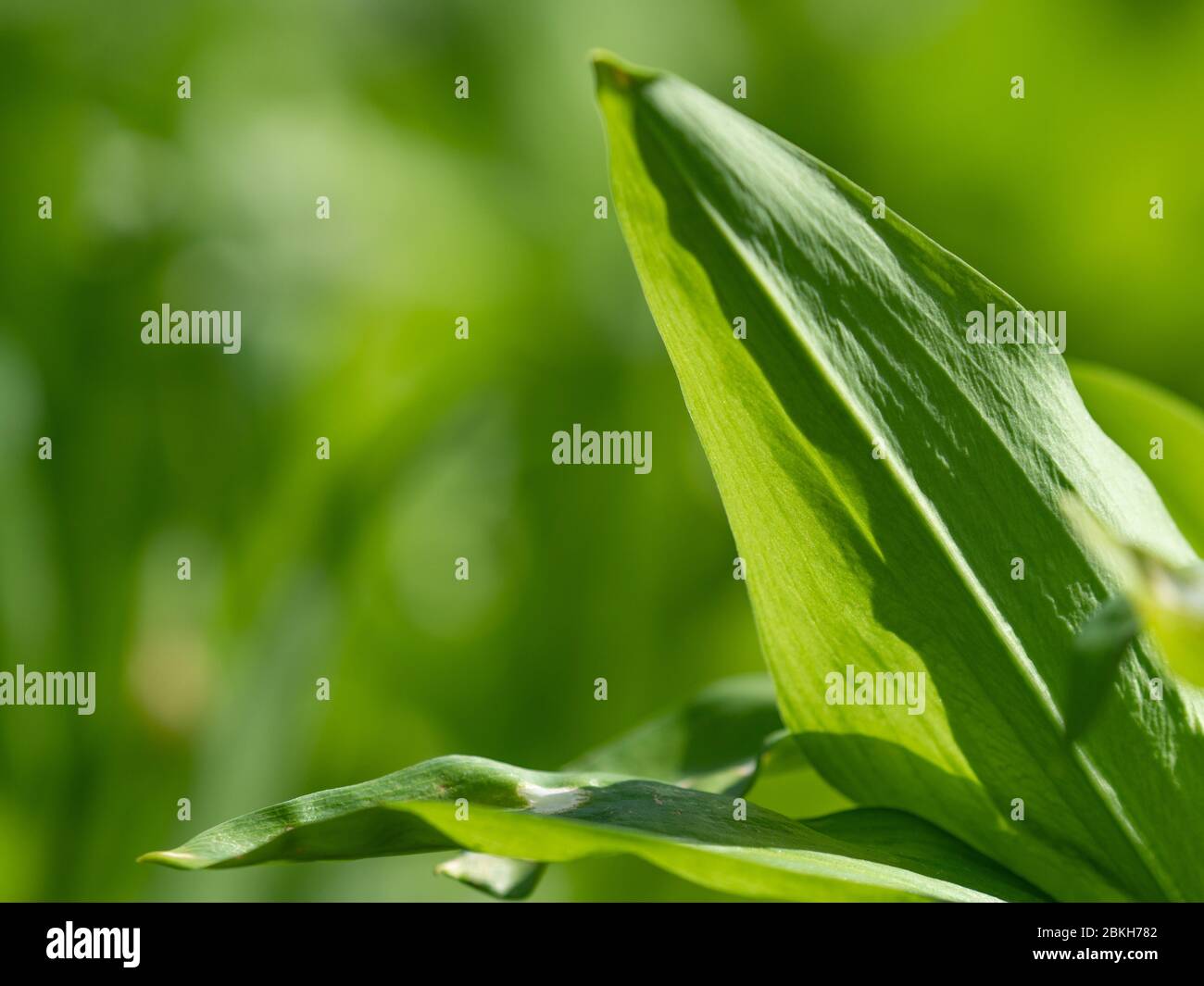 Fresh spicy smell leaves of wild bears garlic hidden in leaves forest ...