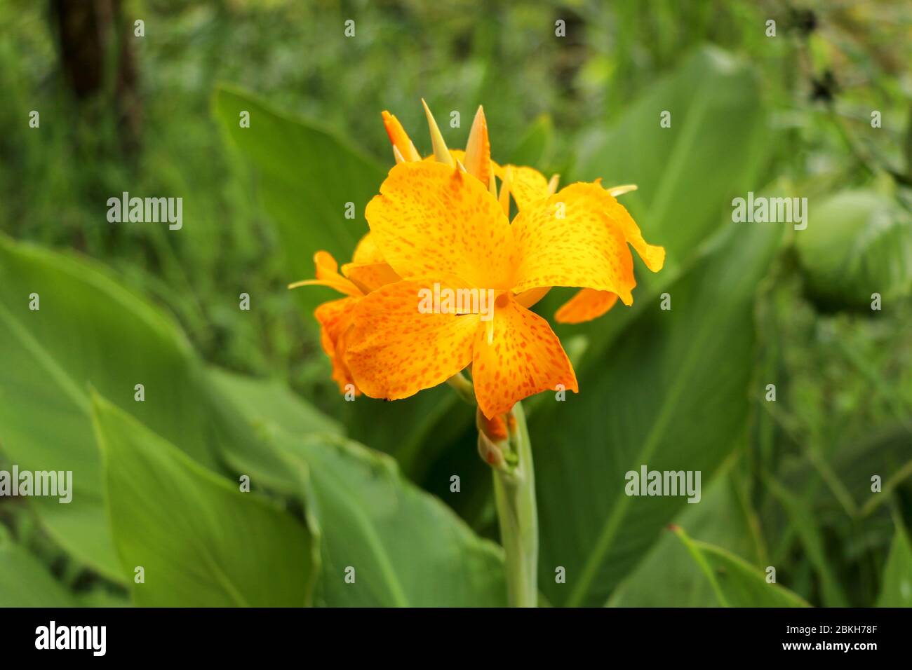 Artistic portrait photo of a yellow Canna Indica flower with dark ...