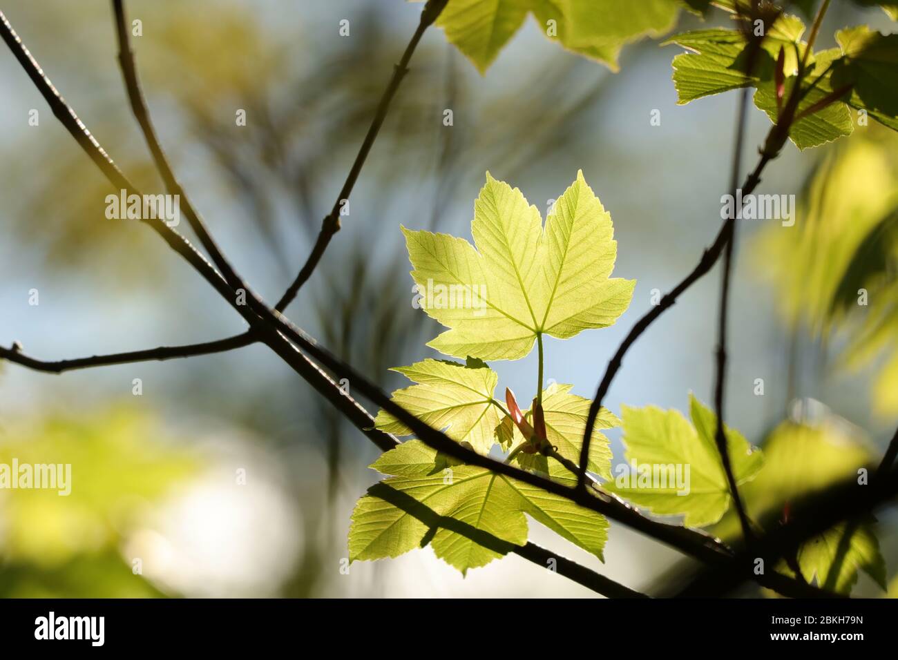 Spring maple leaves in the forest Stock Photo - Alamy