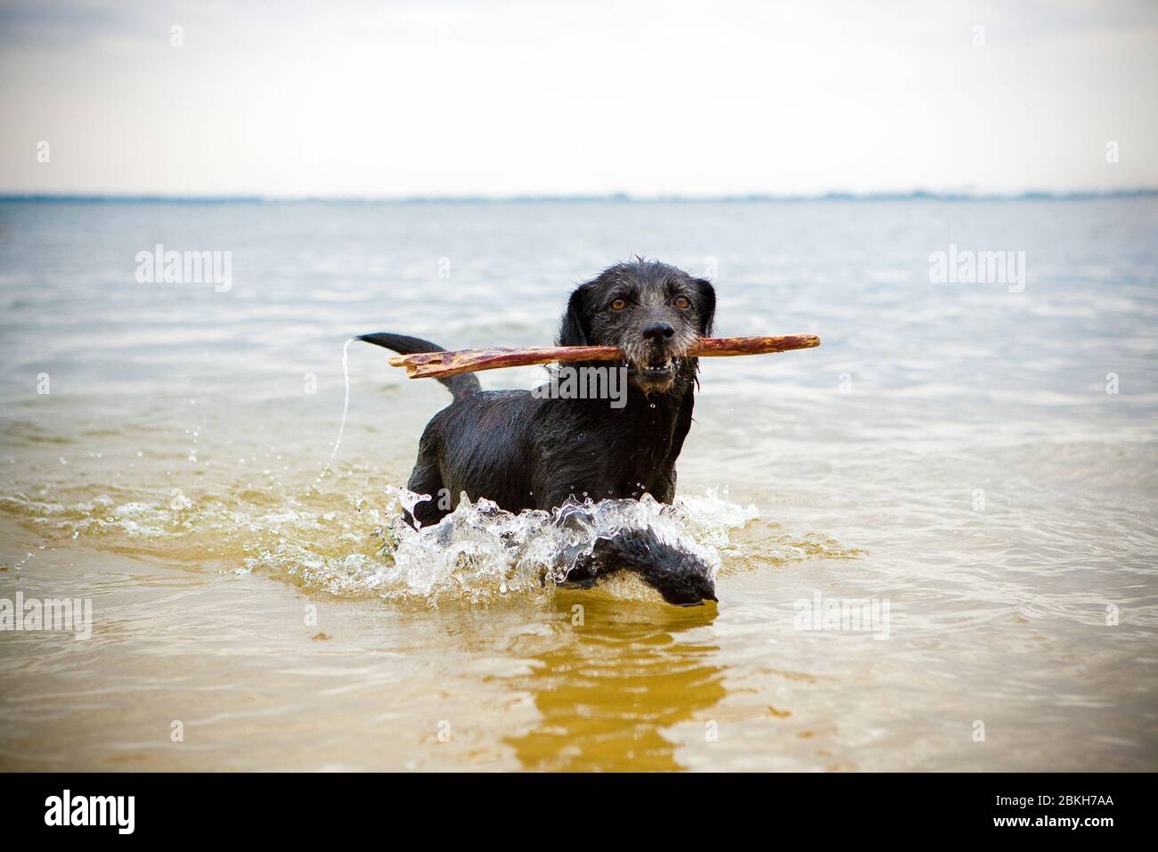 best friend to the rescue Stock Photo - Alamy