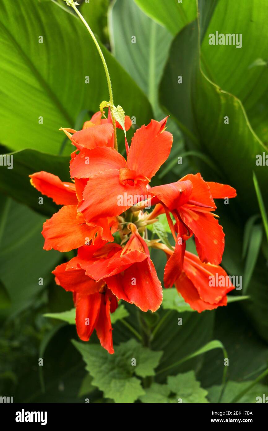 Artistic portrait photo of a orange Canna Indica flower with dark ...