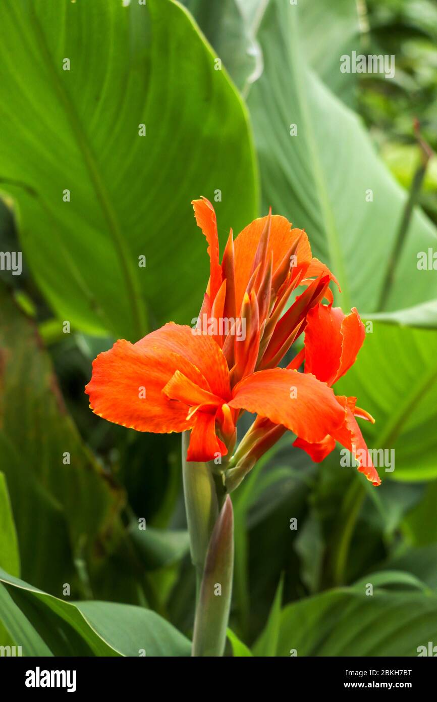 Artistic portrait photo of a orange Canna Indica flower with dark ...