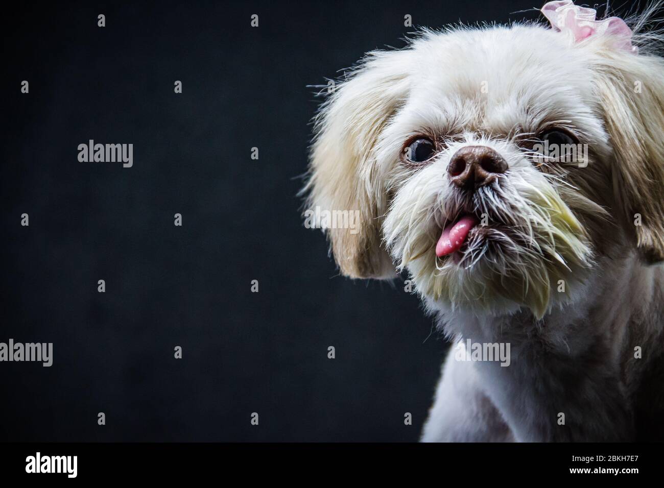 Why Do Shih Tzus Eat Their Poop