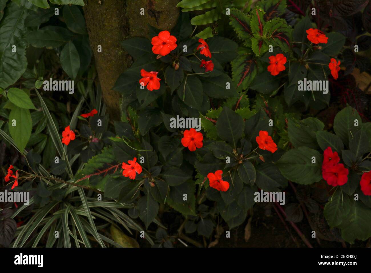 Busy Lizzie (impatiens Walleriana) High Resolution Stock Photography ...