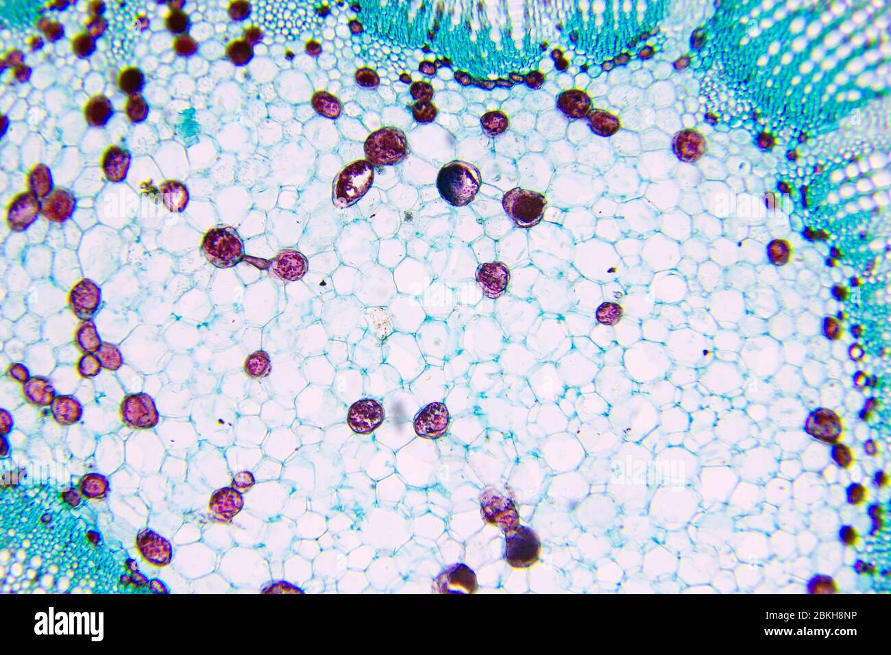 plant cells under microscope Stock Photo - Alamy