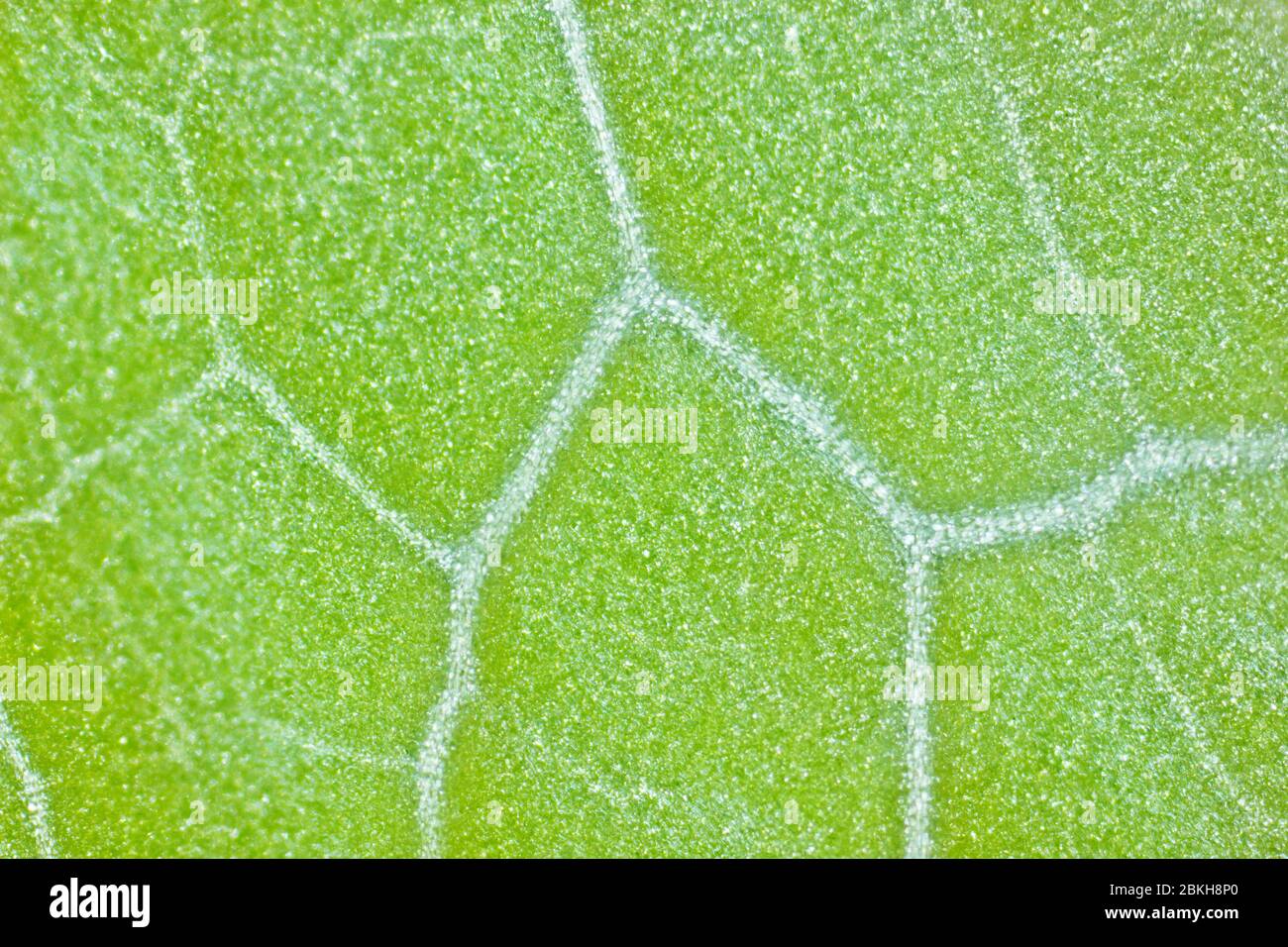 juicy green plant cells under the microscope Stock Photo - Alamy
