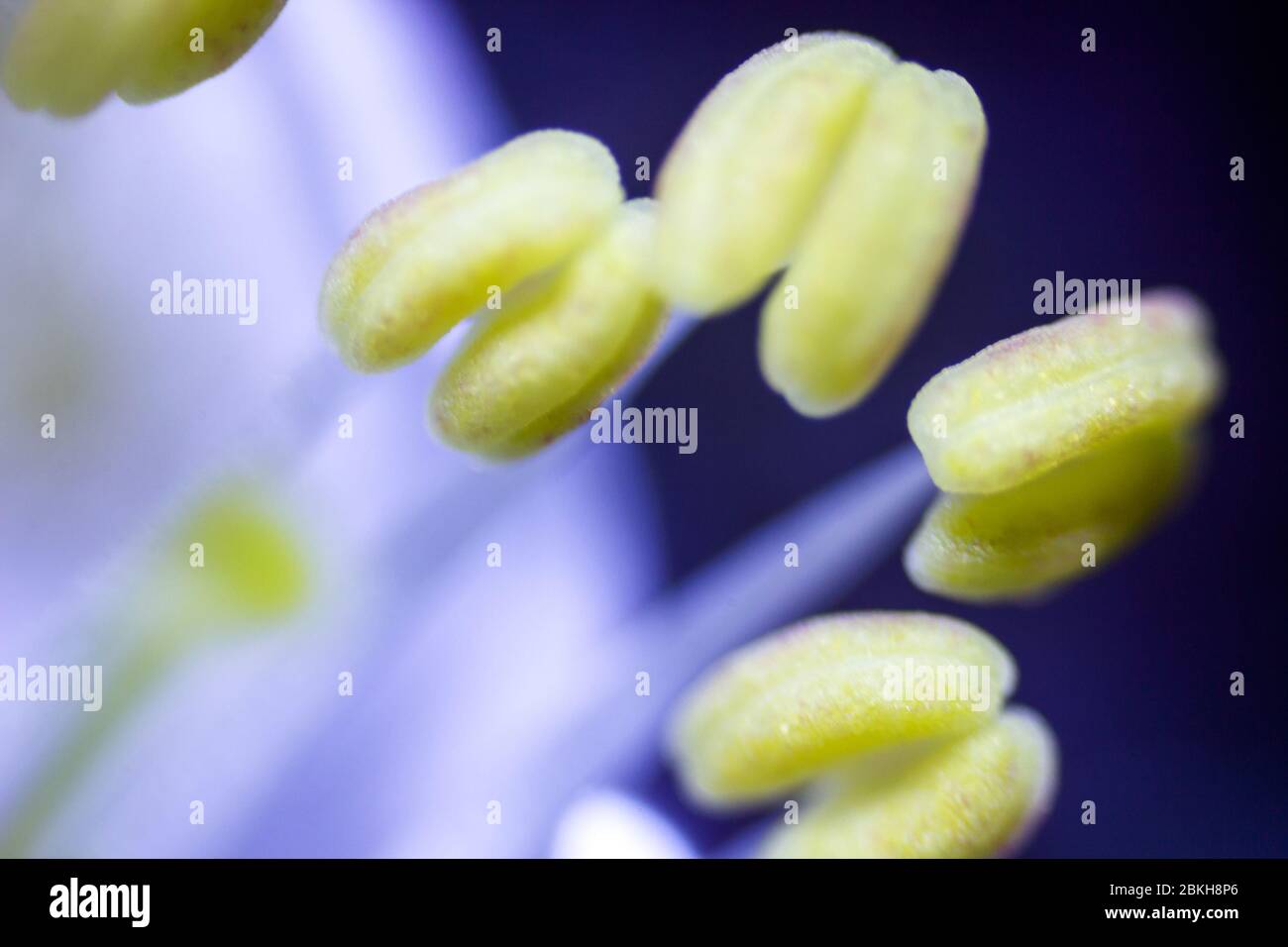 Plant pollen microscopic hi-res stock photography and images - Alamy