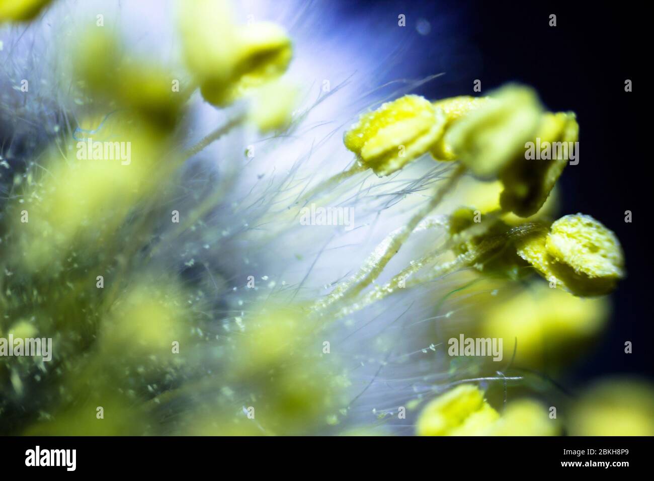 plants pollen under a microscope Stock Photo - Alamy