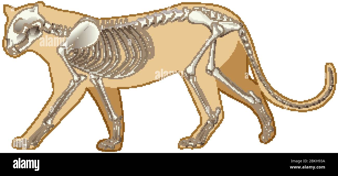 Outline of leopard and the skeleton on white background illustration ...