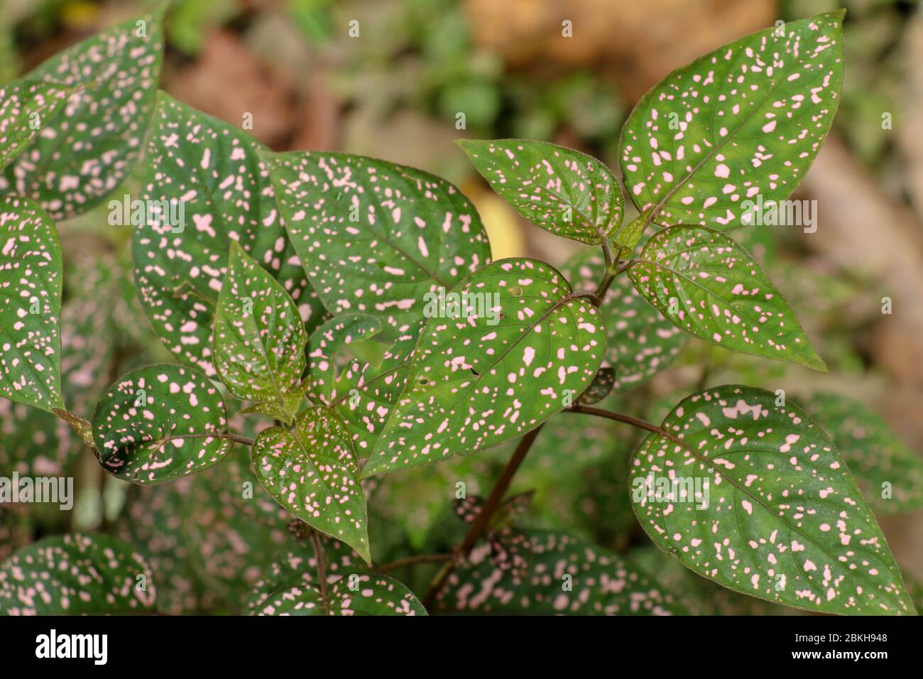 Hypoestes Phyllostachya with pink spotted leaves in tropical jungle ...