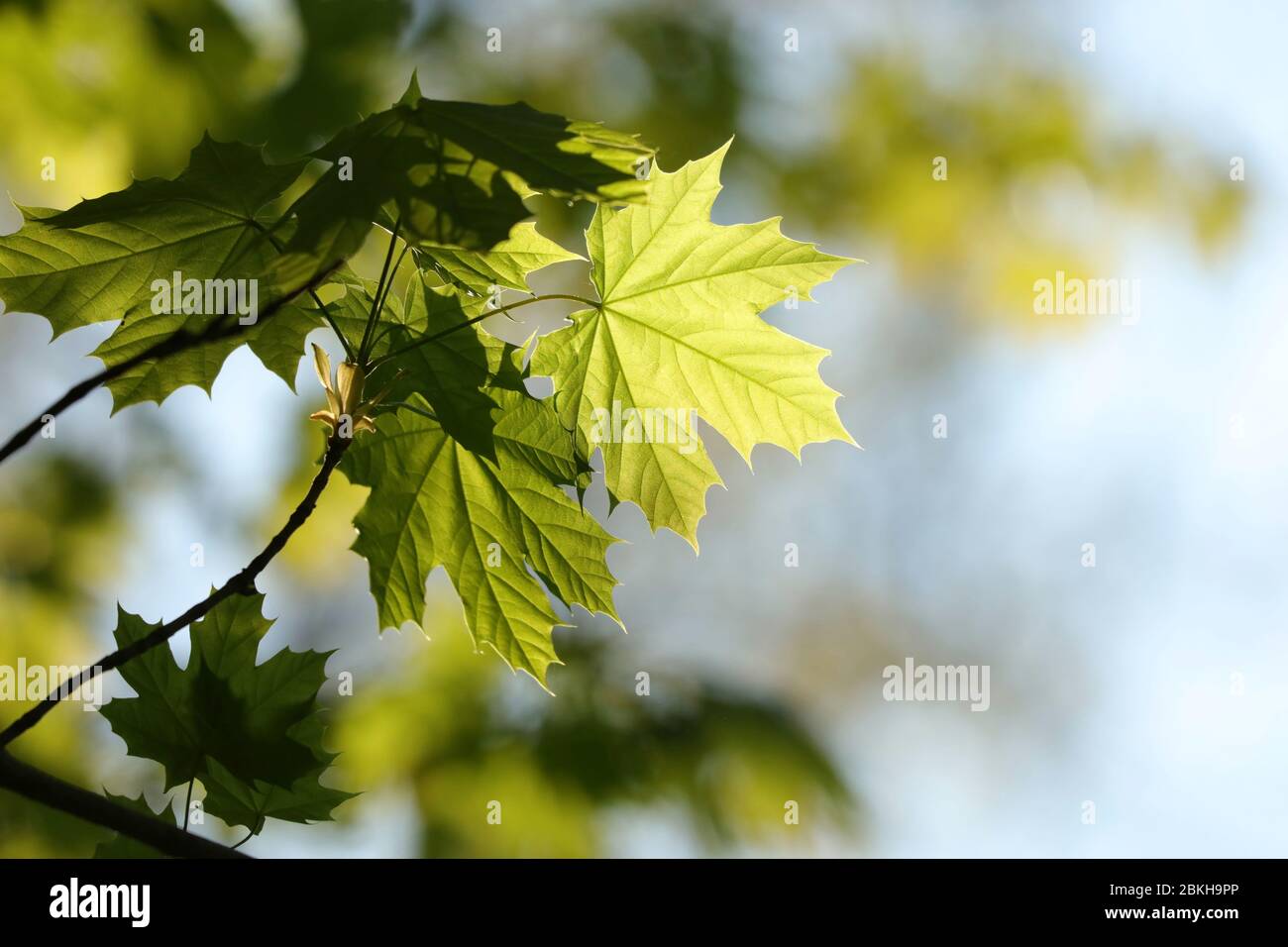 Single maple tree in green forest hi-res stock photography and images ...