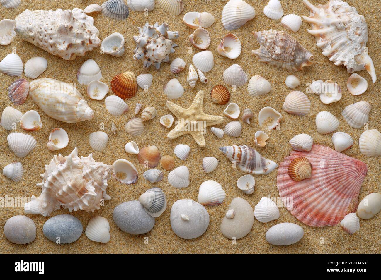 A large number of shells and stones are laid out on yellow sand. View ...