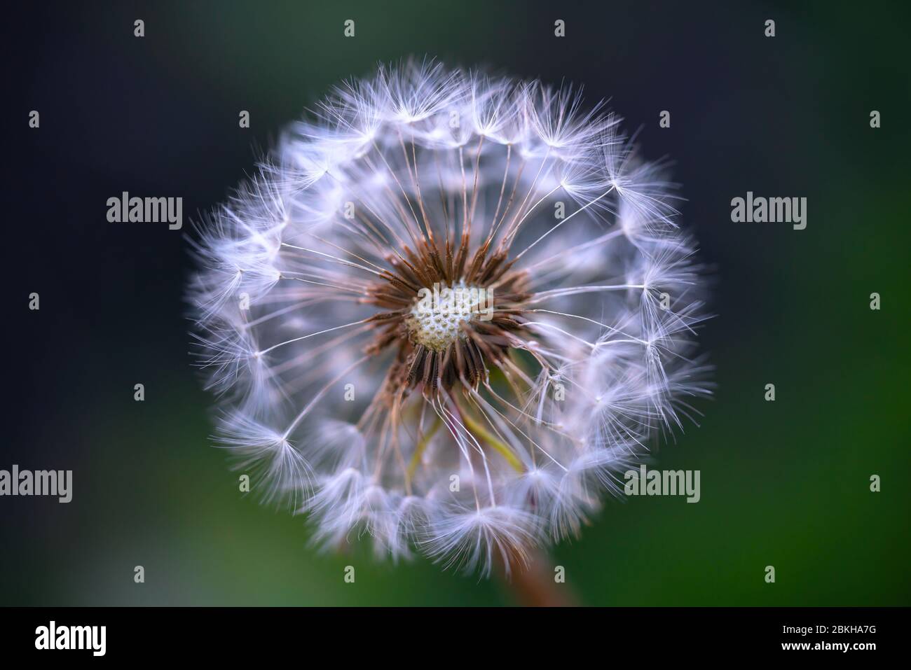 Dandelion. Close-up. Flower head with seeds. The rear dark green ...