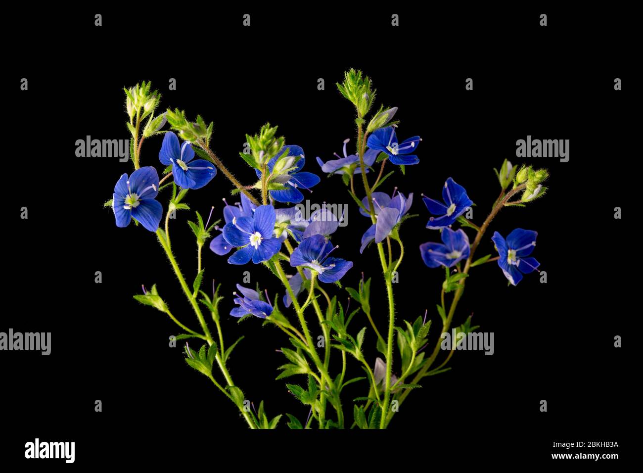 Examples of Wood Speedwell, Veronica montana, photographed against a ...