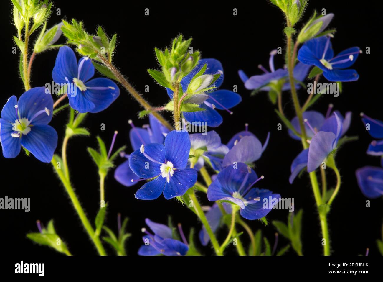 Examples of Wood Speedwell, Veronica montana, photographed against a ...