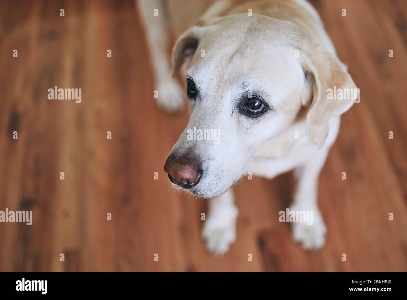 Labrador eyes hi-res stock photography and images - Alamy