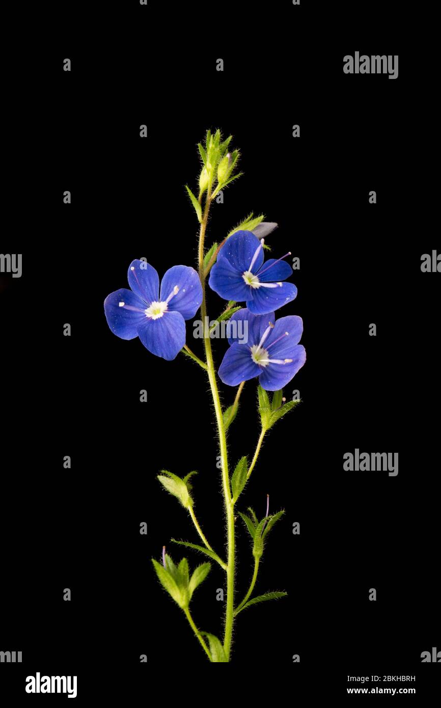 An example of a flowering Wood Speedwell, Veronica montana ...