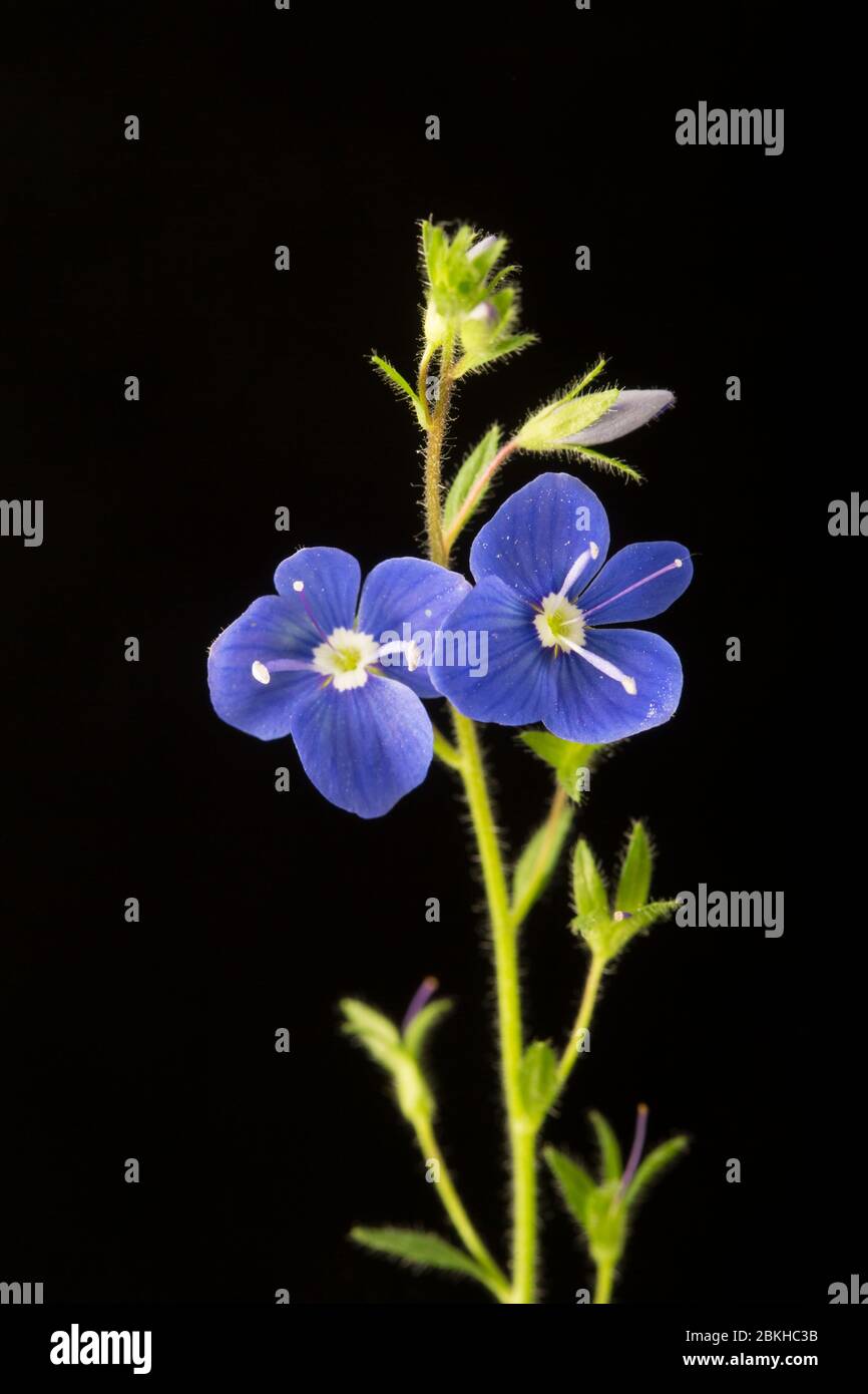 An example of a flowering Wood Speedwell, Veronica montana ...
