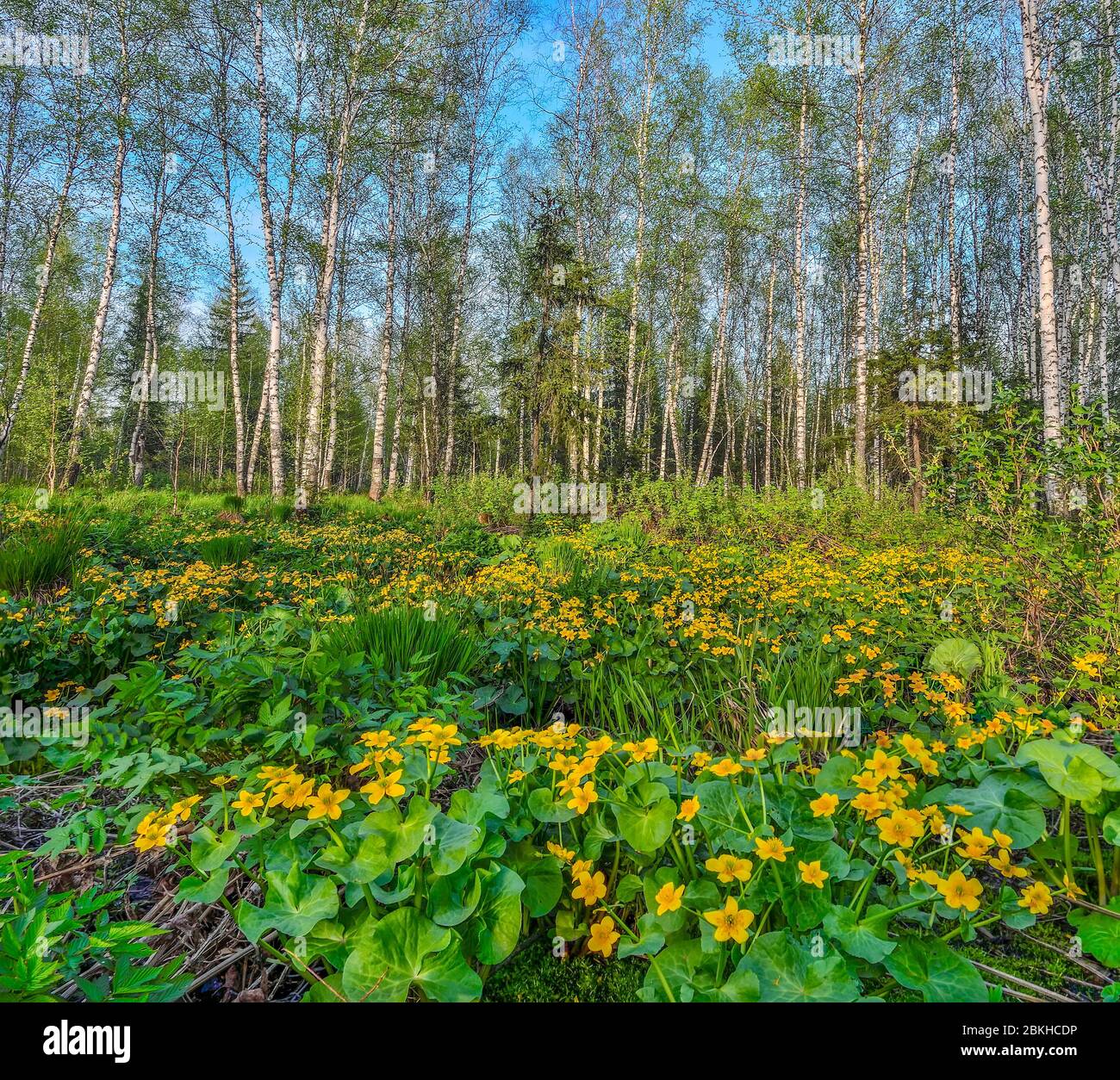 Birch tree flowers hi-res stock photography and images - Alamy