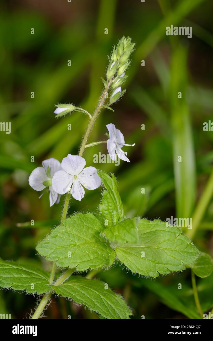 Germander Speedwell - Veronica chamaedrys Very pale flowered form Stock ...