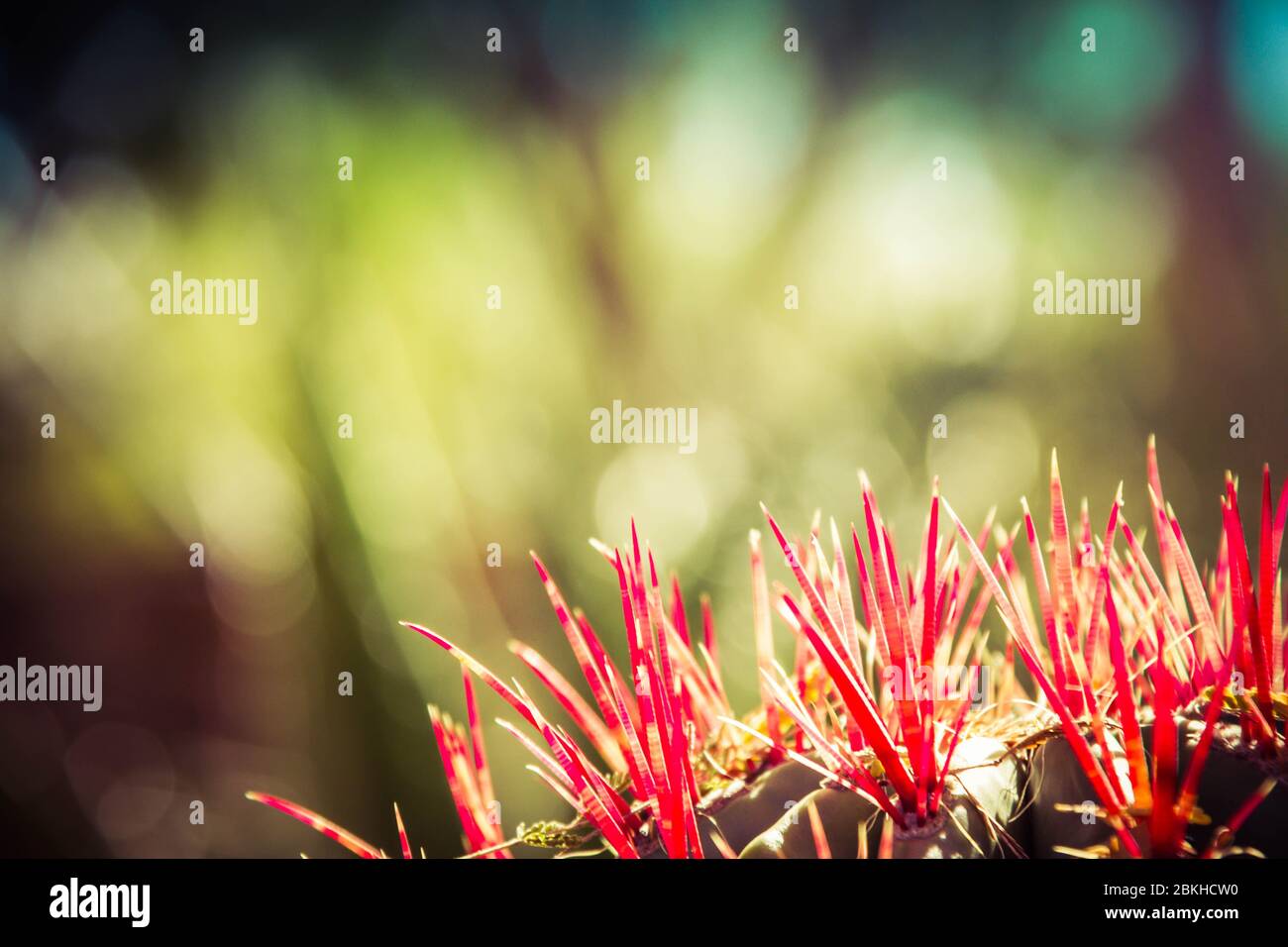 Close up image of the red spikes of a cactus with the background ...