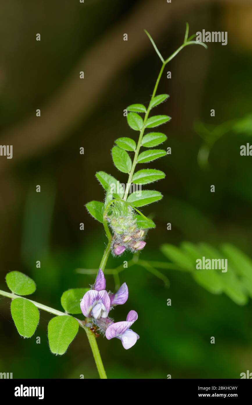 Bush Vetch - Vicia sepium A Woodland Vetch with branched tendrils Stock ...