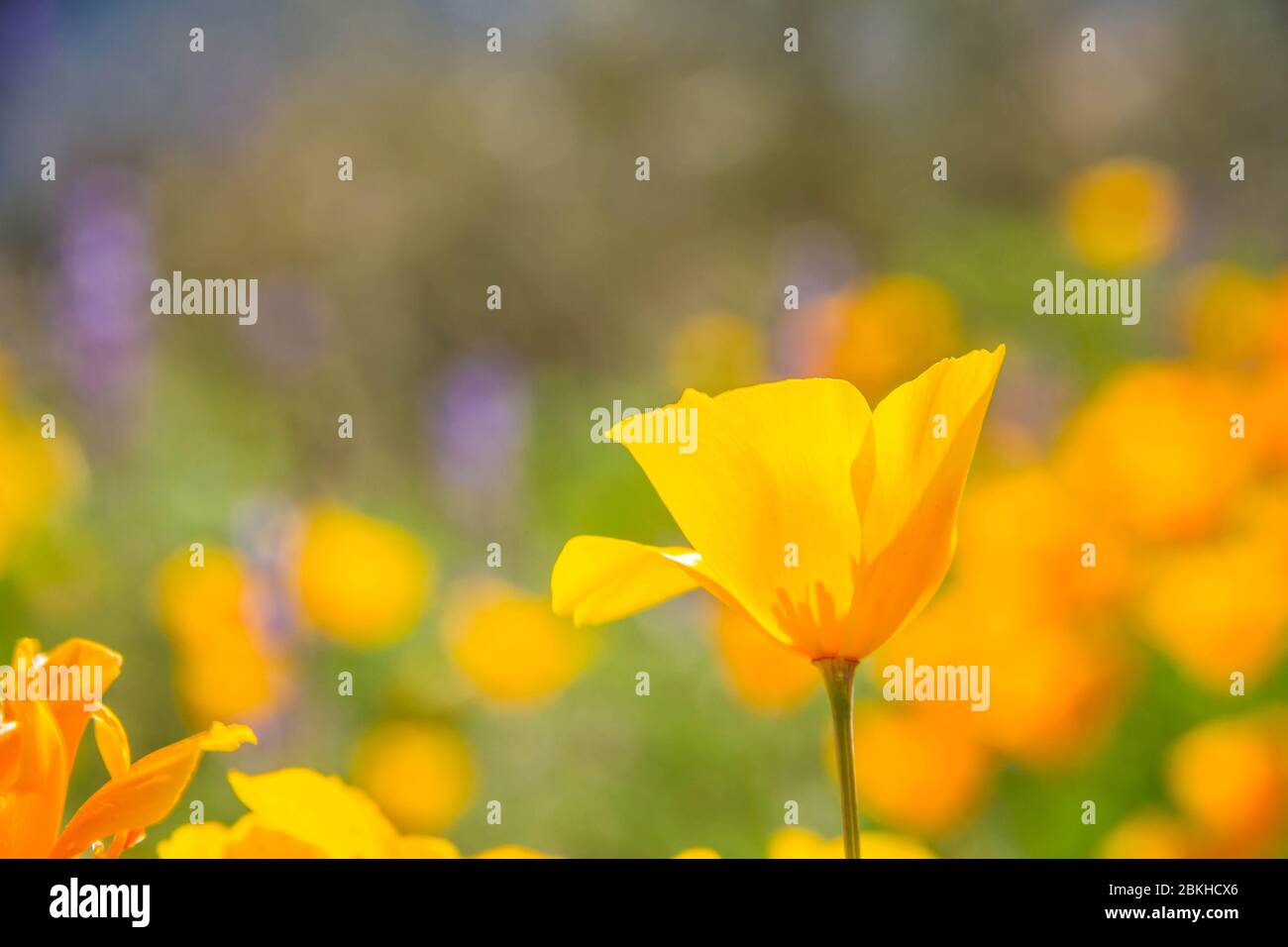 A single California Poppy in focus with other poppies in the background ...