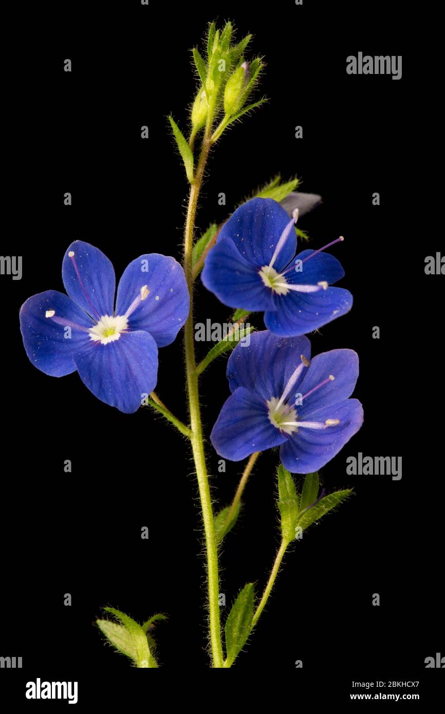 An example of a flowering Wood Speedwell, Veronica montana ...