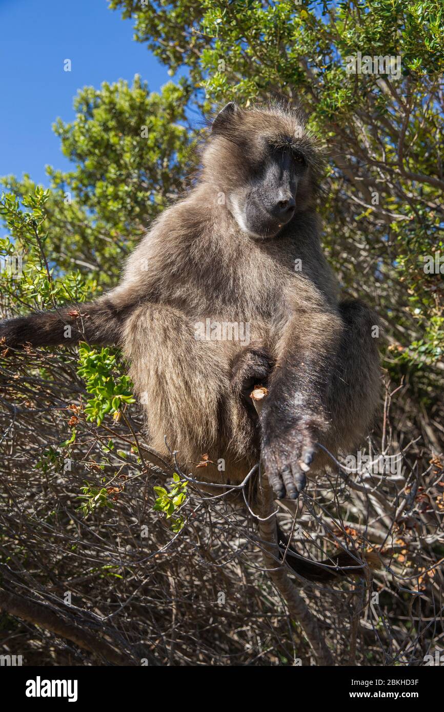 Chacma Baboons, cape point, South Africa Stock Photo - Alamy