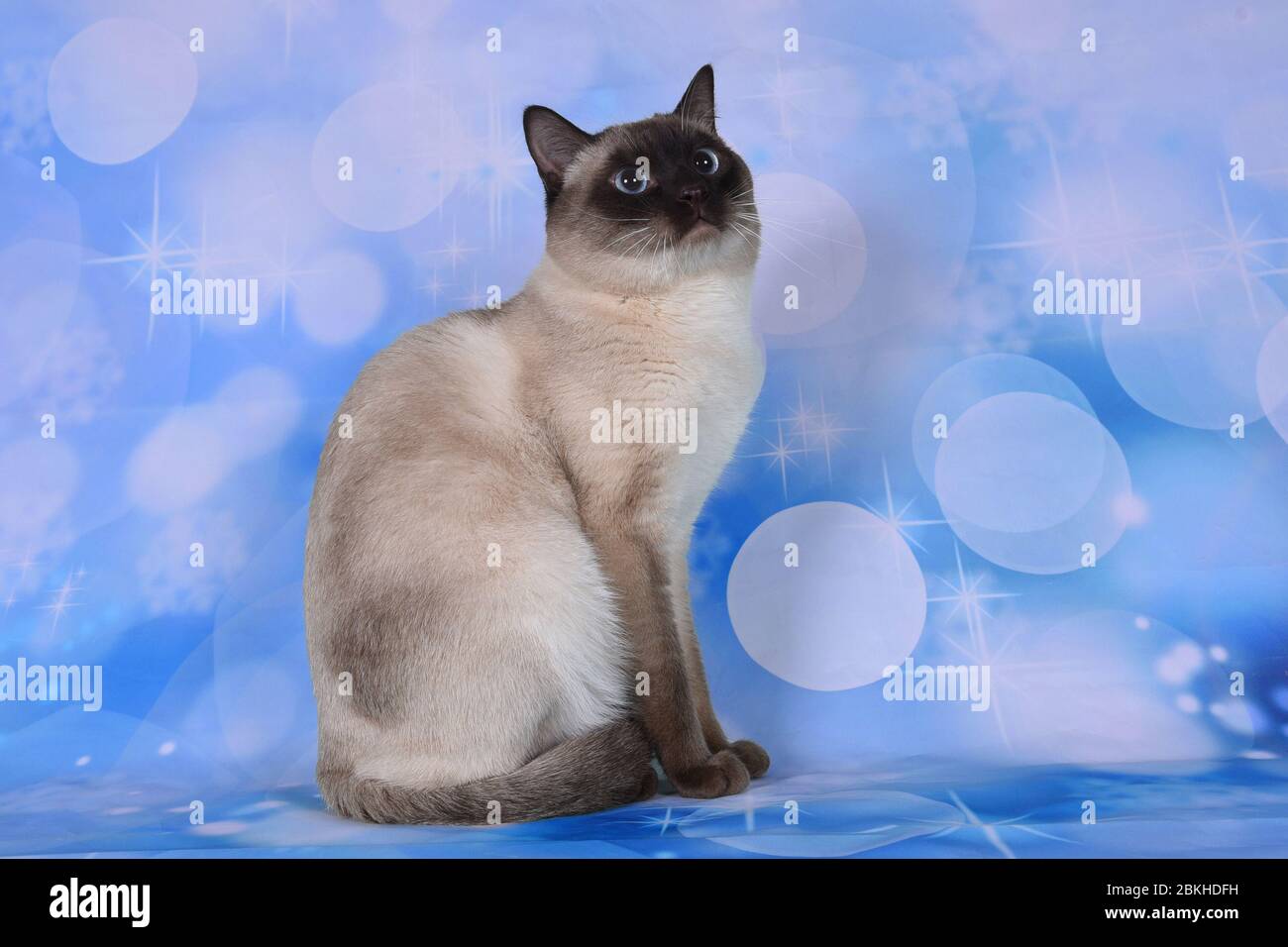 Seal point siamese cat hi-res stock photography and images - Alamy
