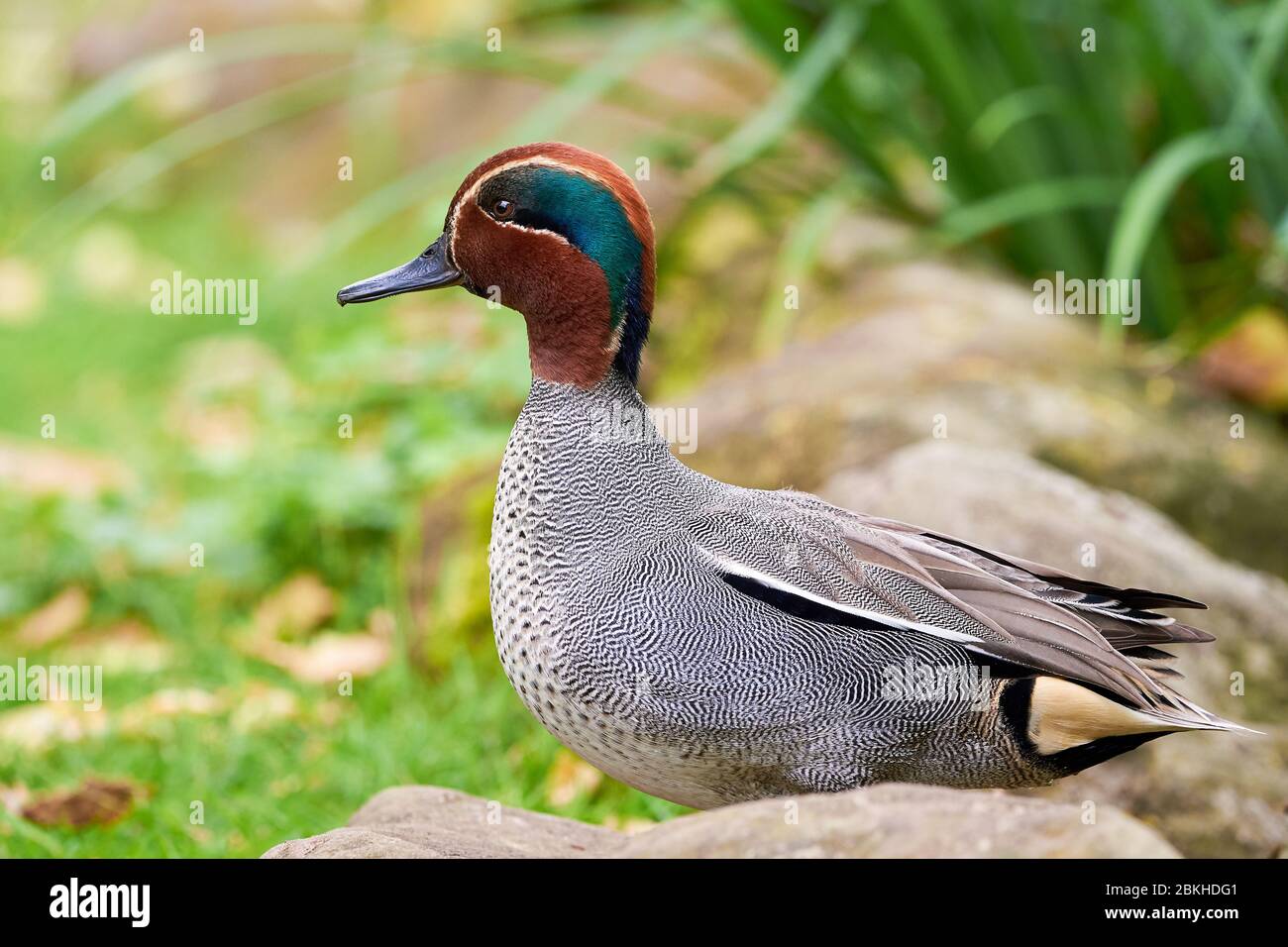 Eurasian teal in natural habitat (Anas crecca), Common teal Stock Photo ...